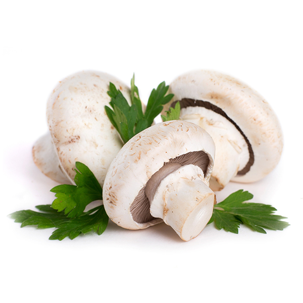 Champignon De Paris - Comptoirprimeur