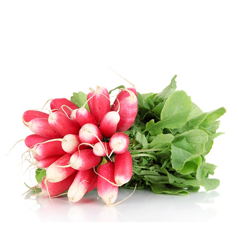 Radis Botte - Comptoirprimeur