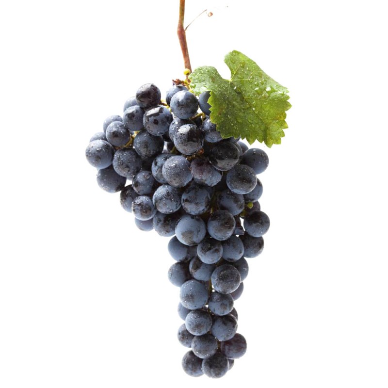 Seeded Muscat Raisins For Sale at Elden Martin blog